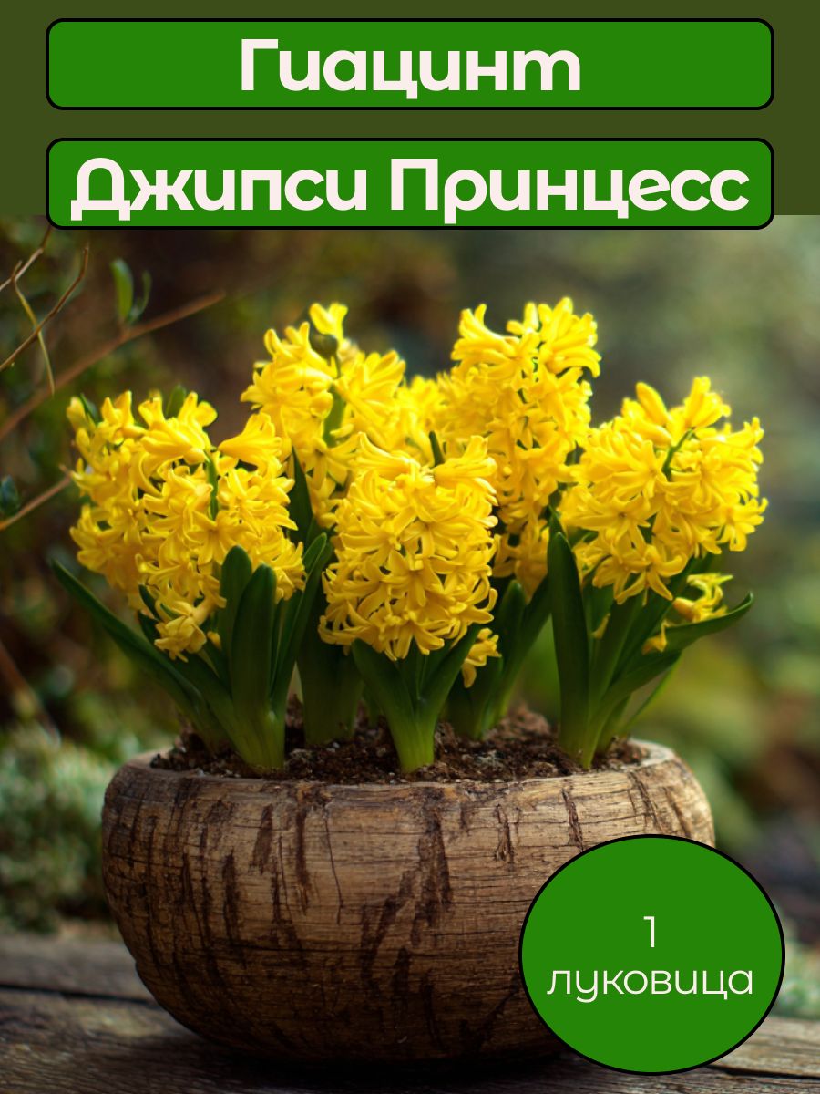 Луковицы Гиацинта Джипси Принцесс
