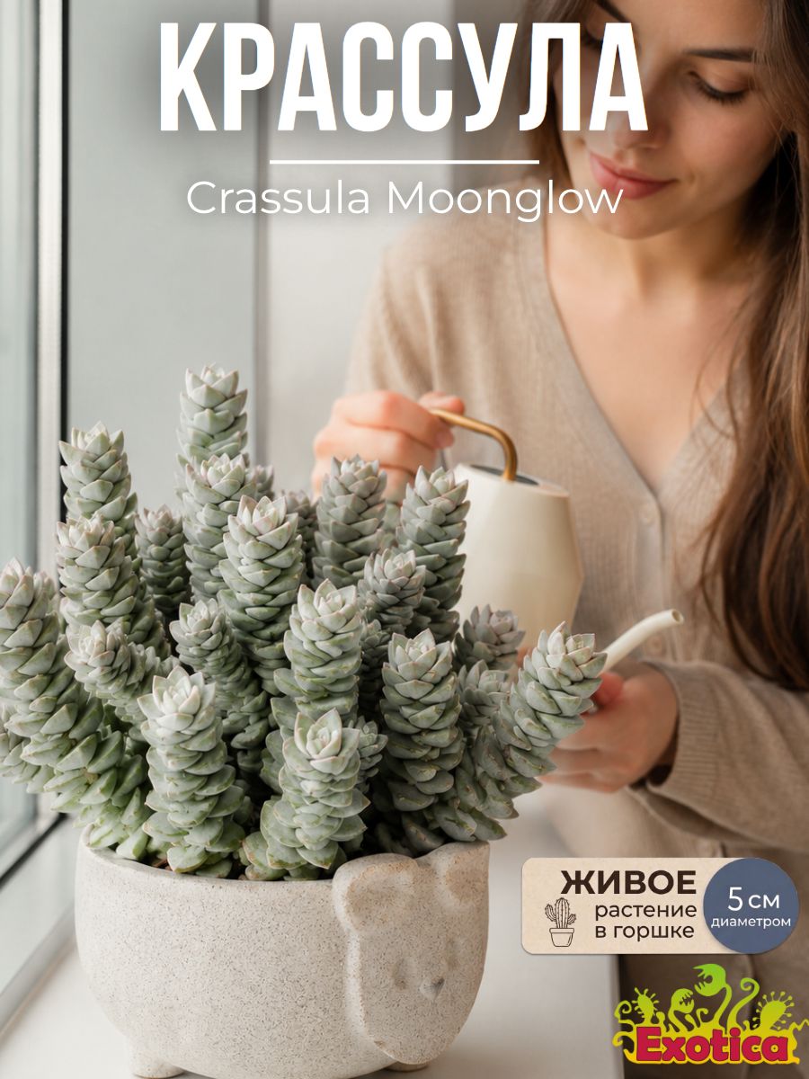 Крассула Мунглоу, или Лунное Свечение (Crassula Moonglow) D5cм, суккулент в горшке