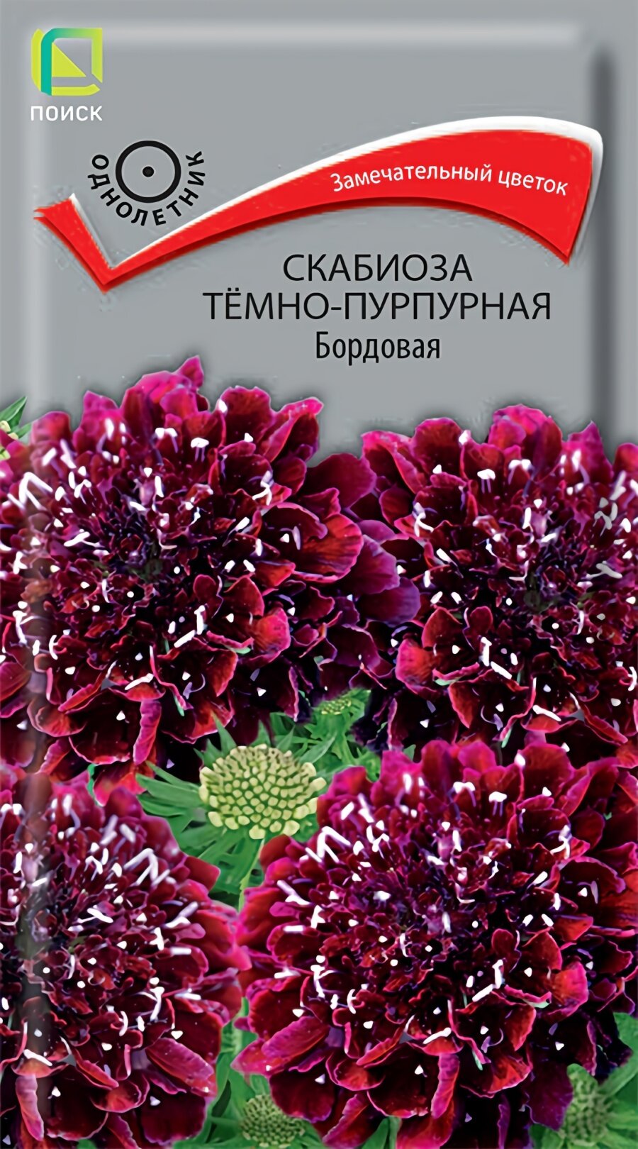 Семена скабиозы тeмно-пурпурной Бордовая, 0,2 г, поиск, однолетник, высота до 80 см, посев на рассаду в марте–апреле
