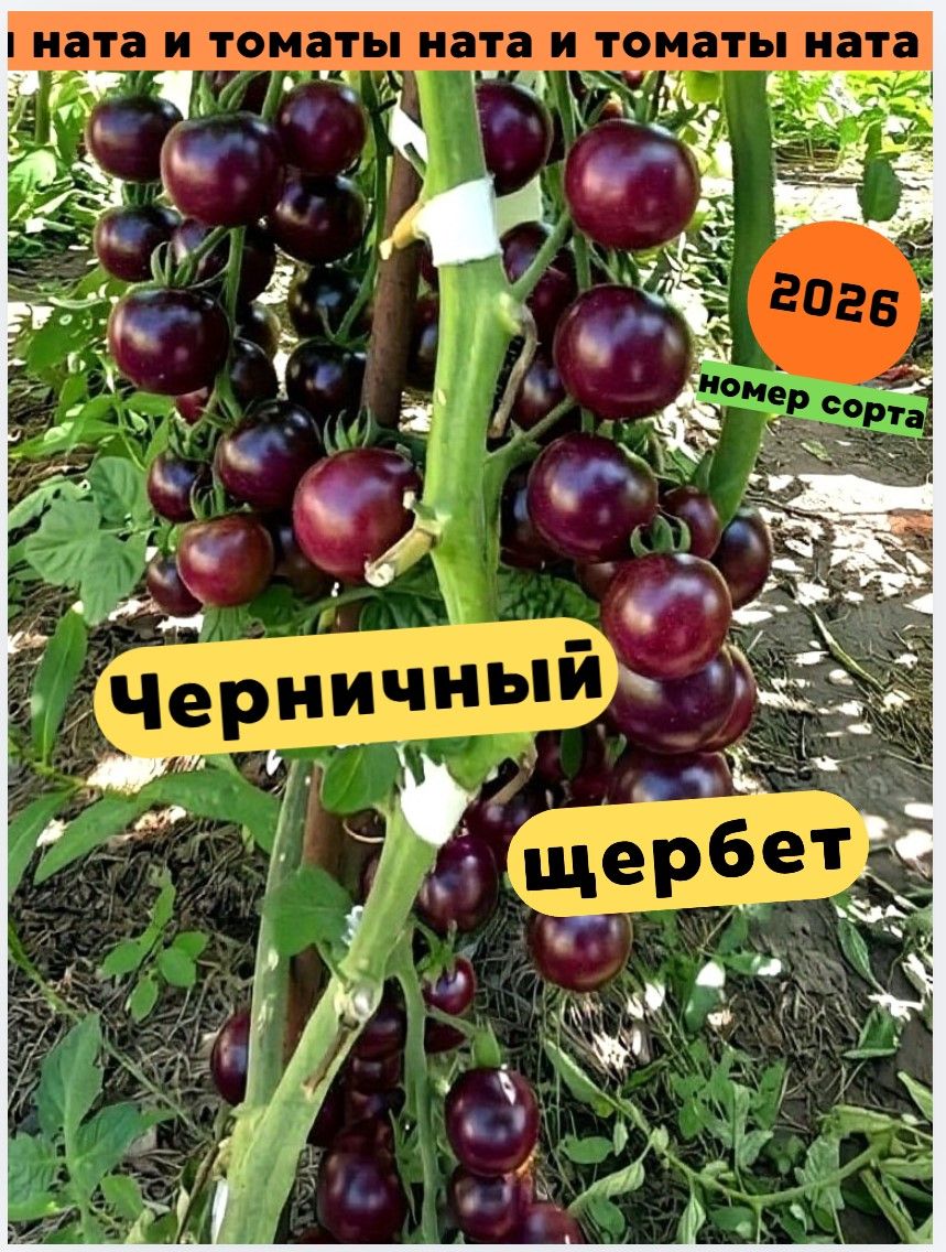 Черничный щербет томат. Коллекционный