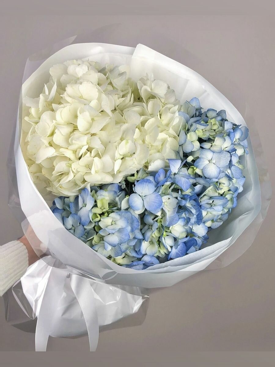 Букет живых цветов из гортензий белых синих 3 шт в подарочной упаковке