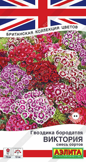 Гвоздика Виктория, смесь сортов