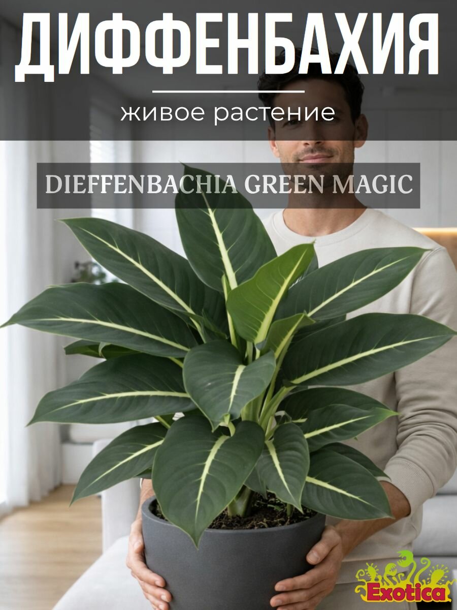Диффенбахия Грин Мэджик (Dieffenbachia Green Magic) D6см, комнатный цветок
