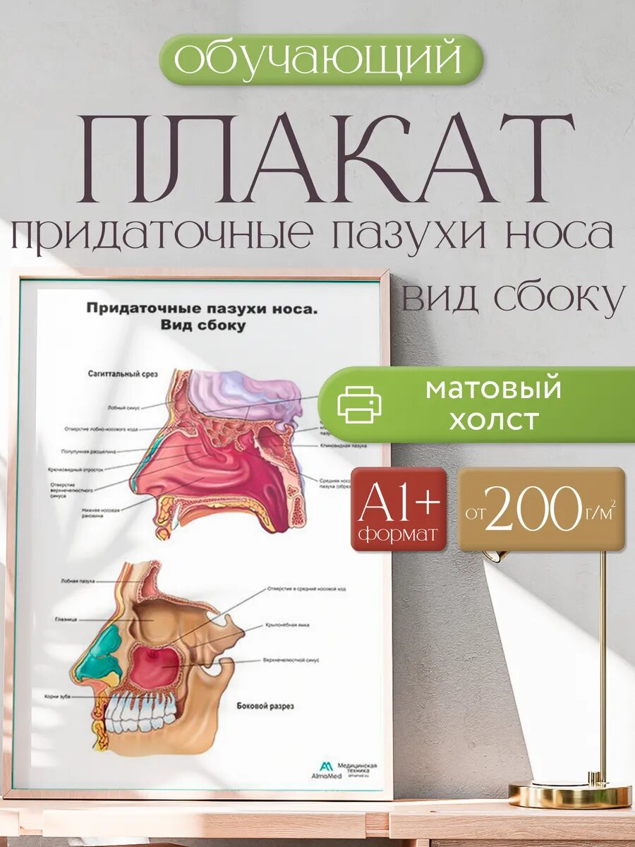 Обучающий плакат "Придаточные пазухи носа. Вид сбоку (анатомия человека)", размер А1+, матовый холст от 200г/м2