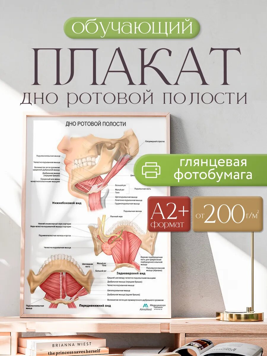 Дно ротовой полости, плакат, глянцевая фотобумага от 200 г/кв. м, размер A2+