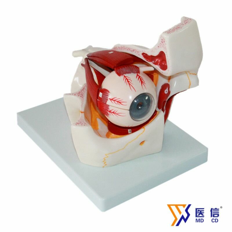 Увеличенная модель глазного яблока и орбиты