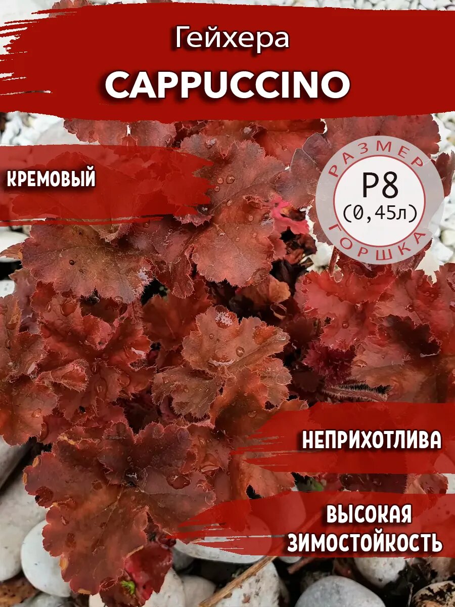 Гейхера Cappuccino