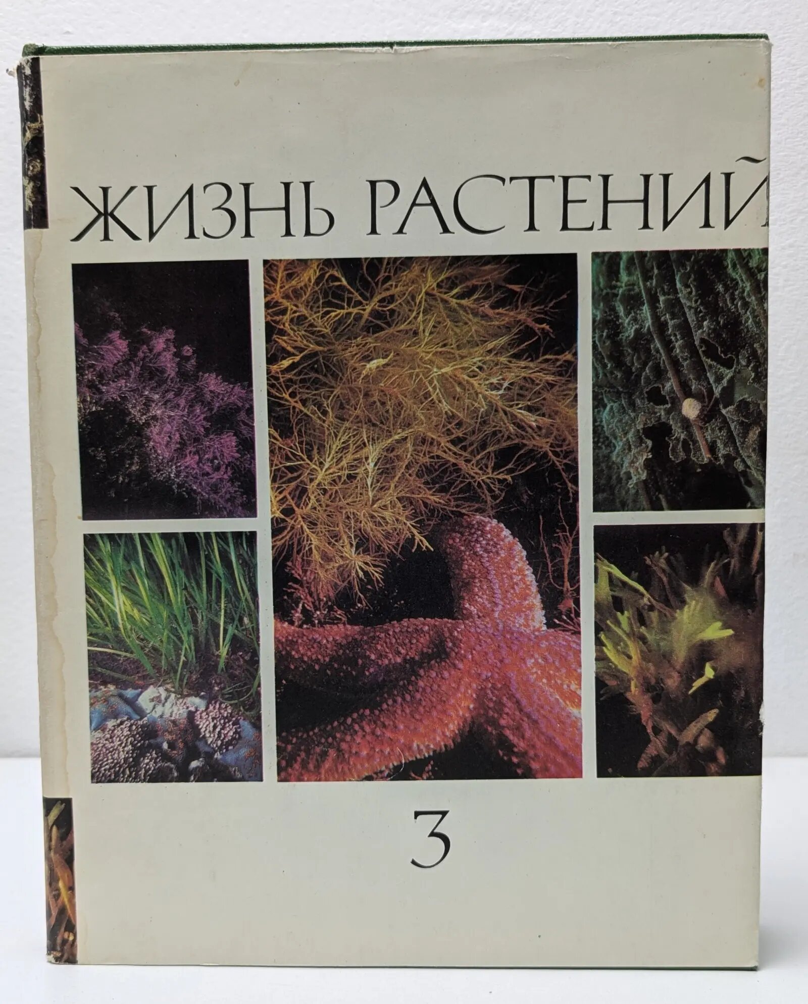 Жизнь растений. Энциклопедия в 6 томах. Том 3. Водоросли. Лишайники Голлербах Максимилиан Максимилианович (ред.) 1977