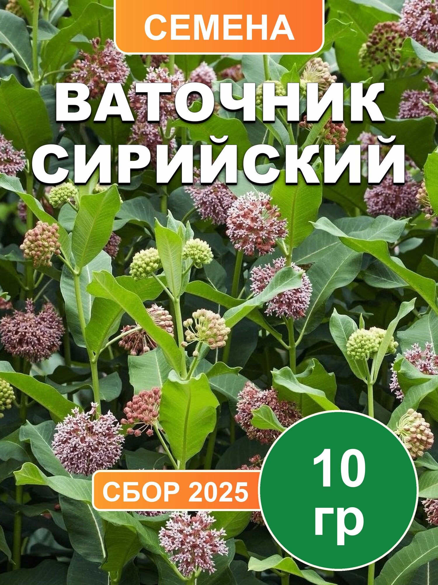 Ваточник сирийский, семена, 10гр