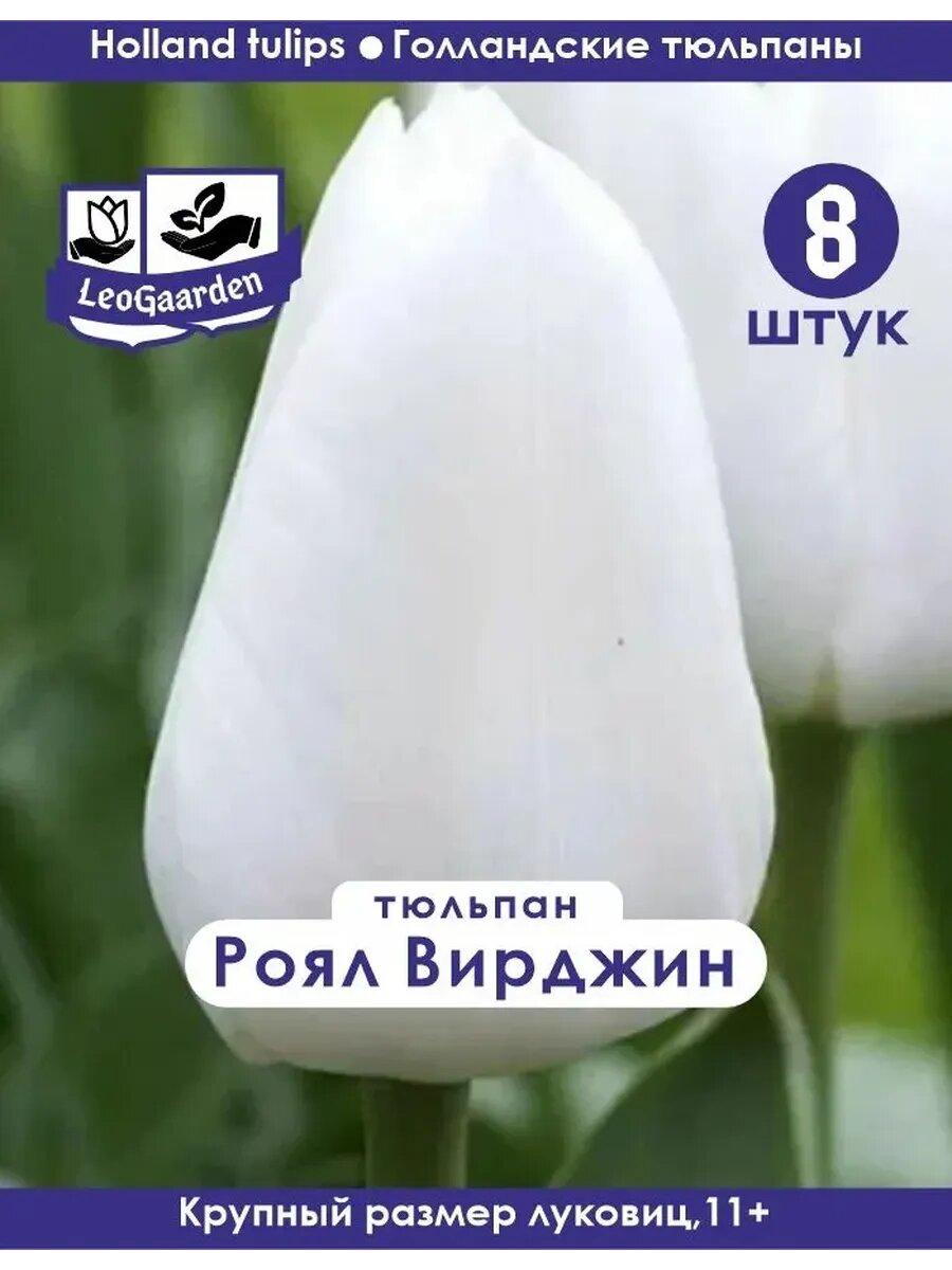 Тюльпан Роял вирджин 8 шт крупные
