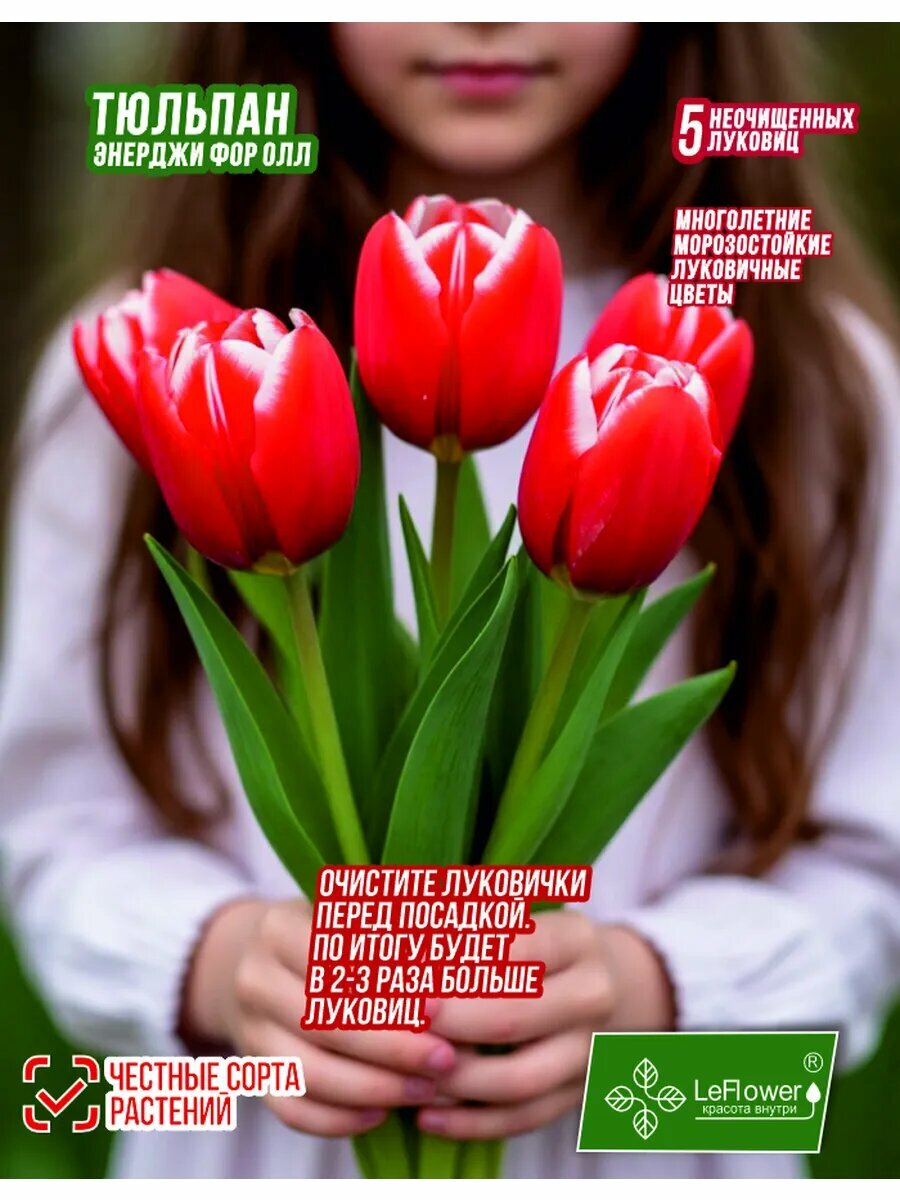 Тюльпан Луковица, Энерджи Фор Ол, 5+шт