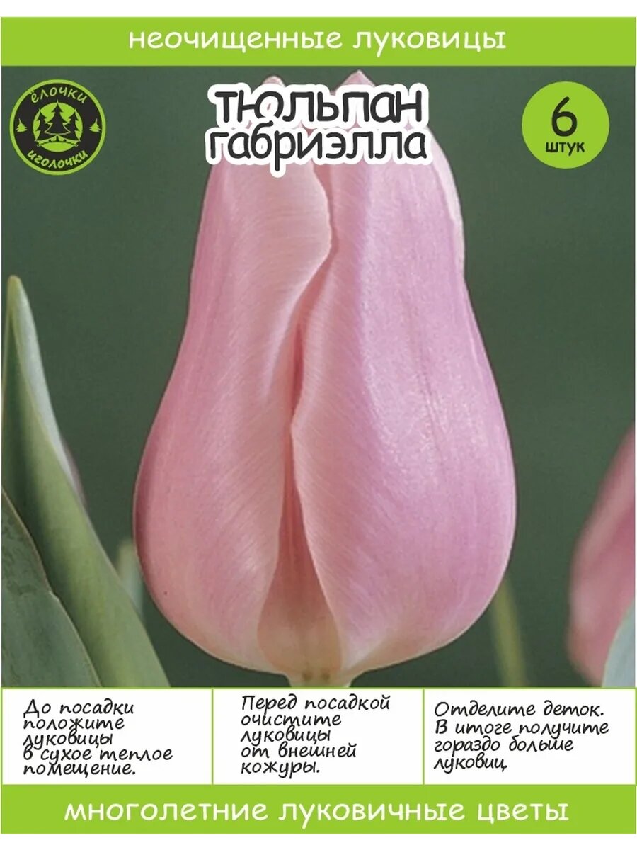 Тюльпан "Габриэлла", луковицы, многолетник, высота 40-60см, 6шт