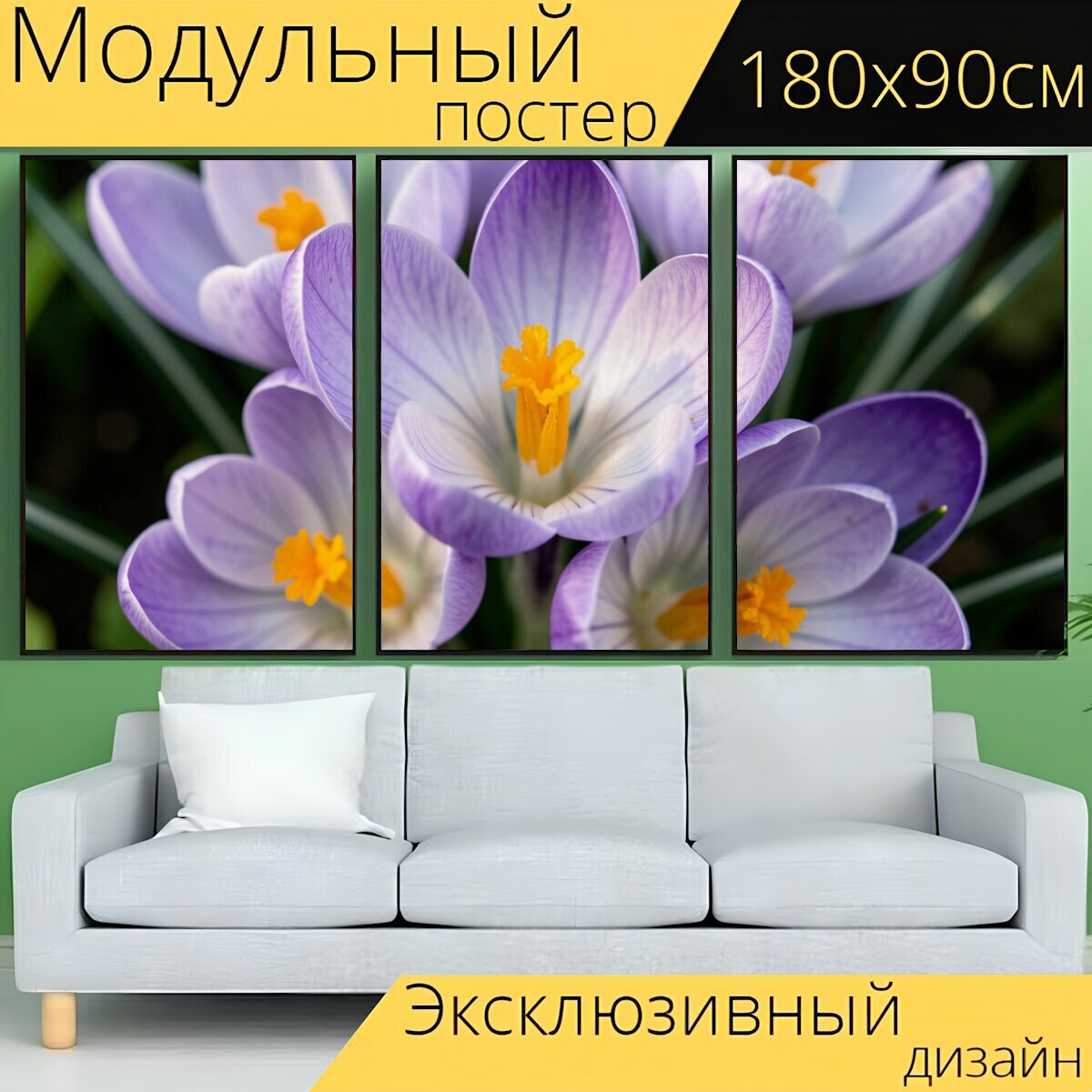 Модульный постер "Нежные сиреневые крокусы крупным планом. Весенние лиловые цветы с ярко-желтыми тычинками на фоне зеленой листвы." 180 x 90 см. для интерьера на стену в тубусе