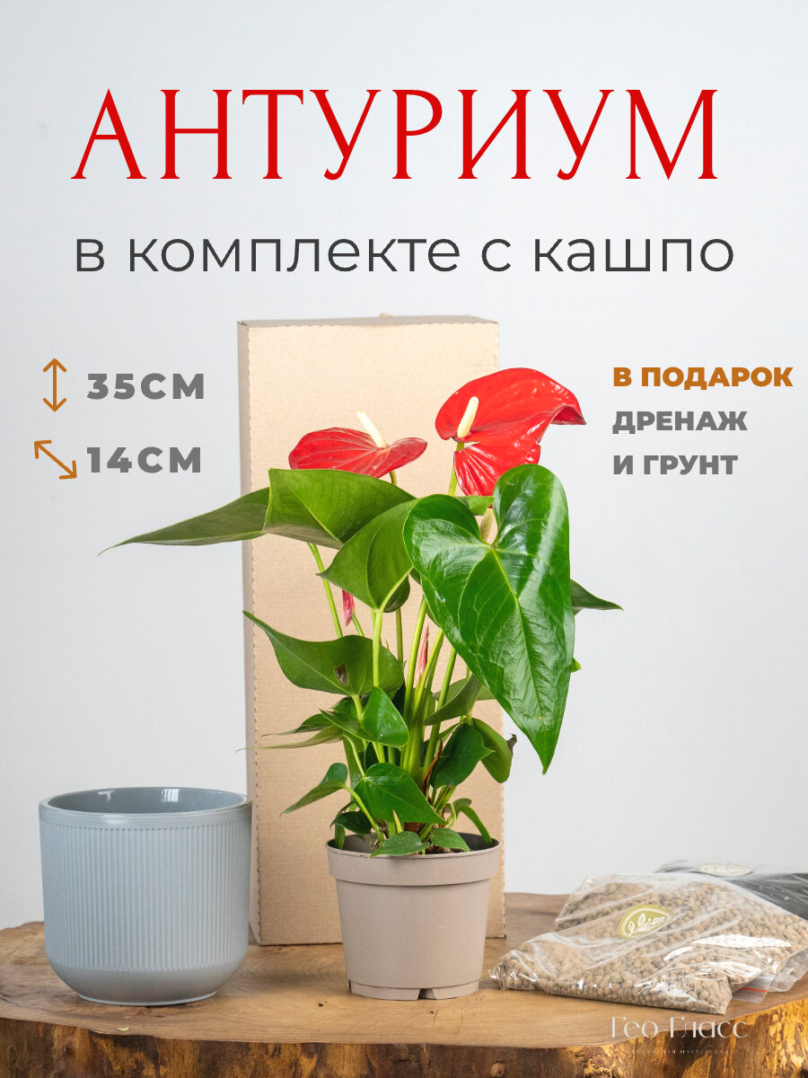 Geo Glass: Антуриум домашний , растение, набор для пересадки, кашпо , цветок мужское счастье
