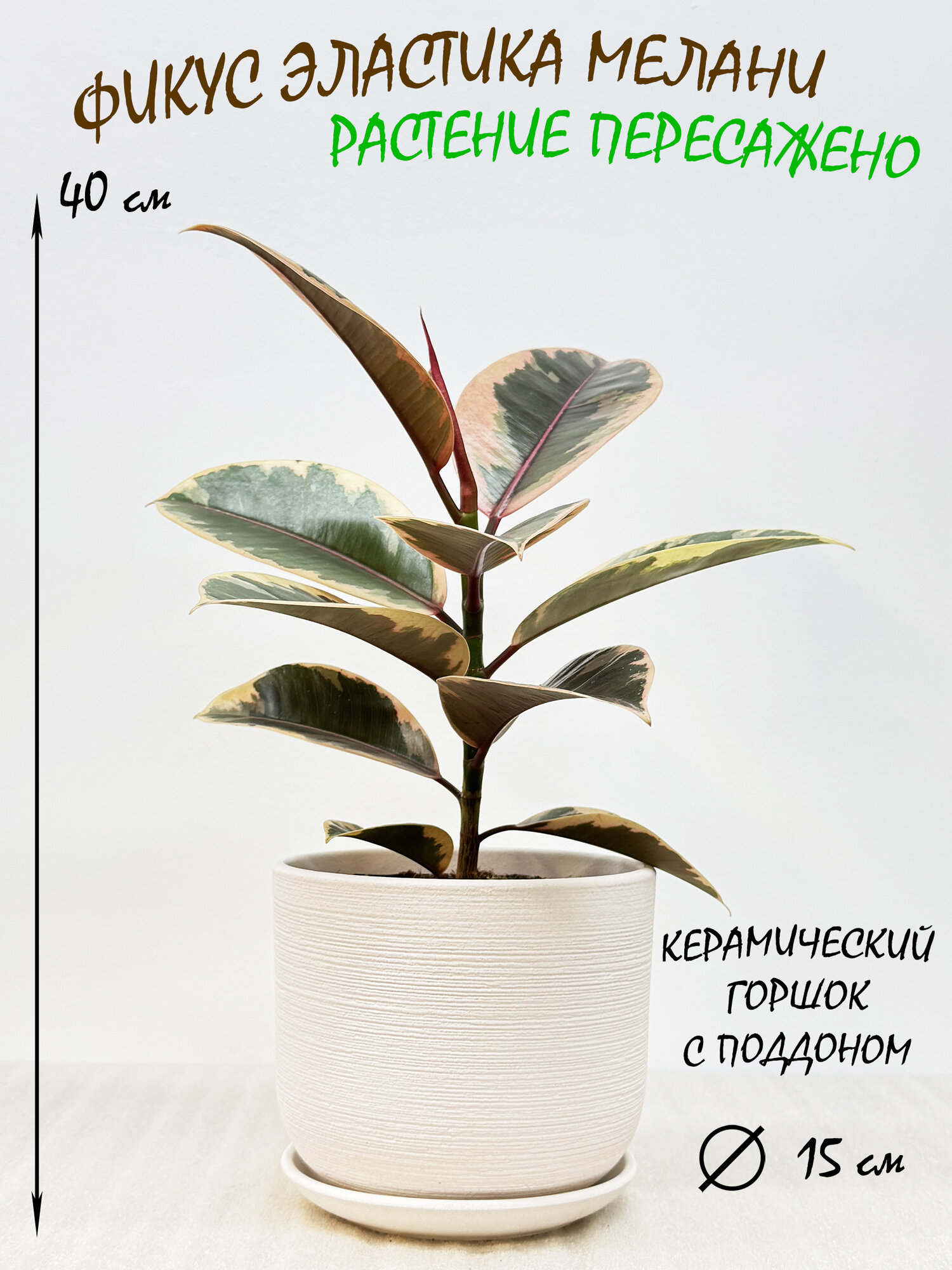 Фикус Эластика Бейлиз в белом керамическом горшке с поддоном, высота 40-45см