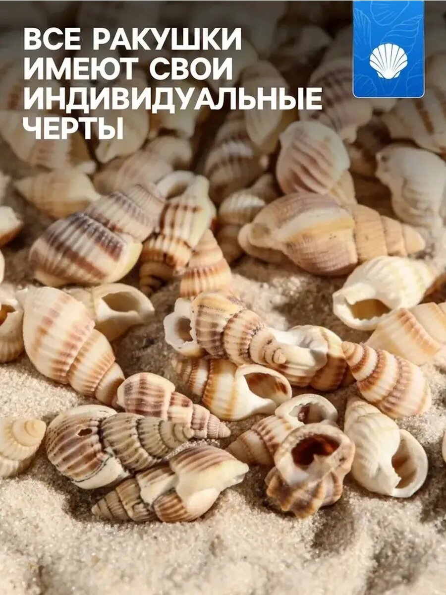 Объемные декоративные ракушки для аквариума