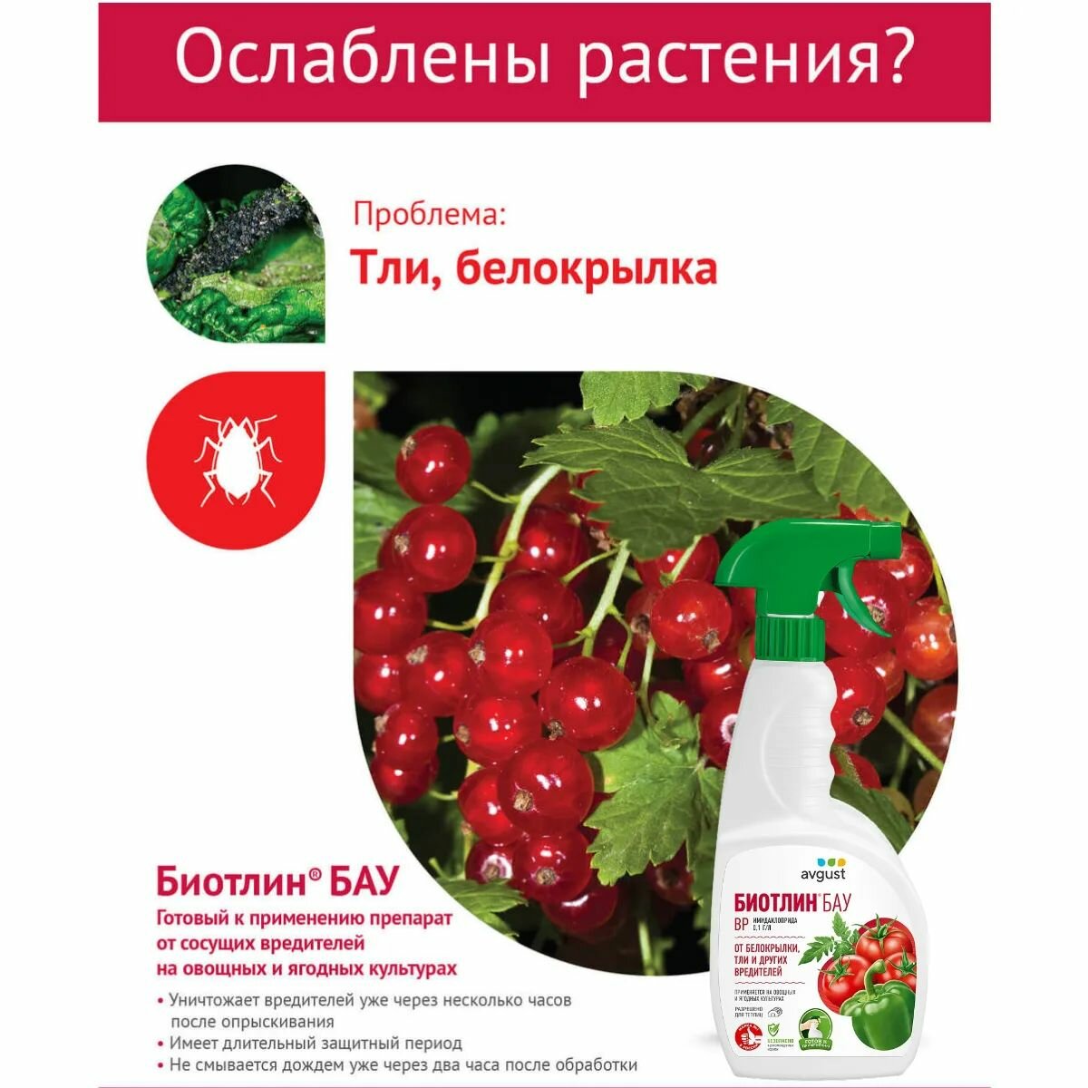Пестицид Биотлин Бау, ВР (0,1 г / л имидаклоприда )