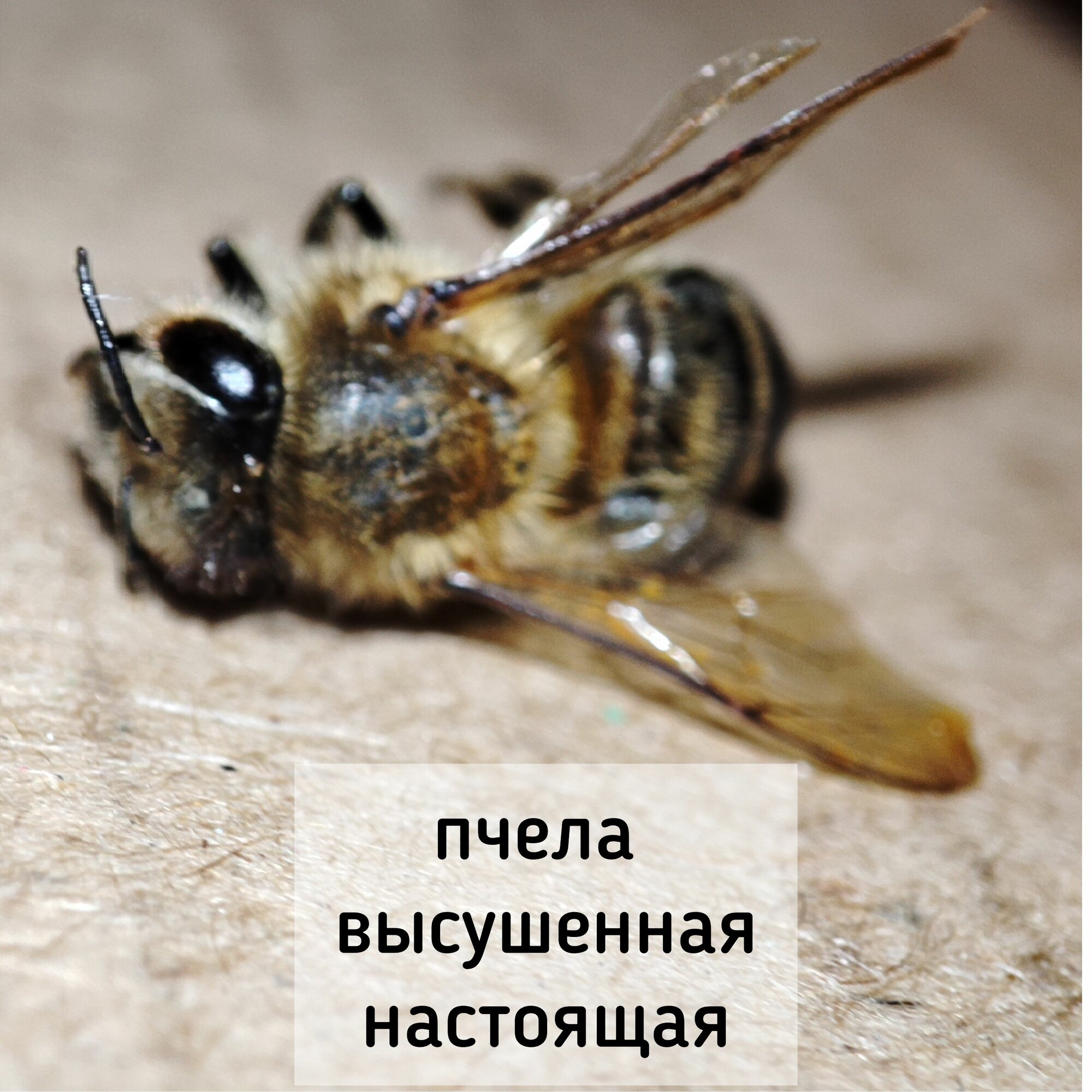 Пчела настоящая, набор 3 штуки, сушеная для декора, украшений из эпоксидной смолы, поделок-ROMIKY