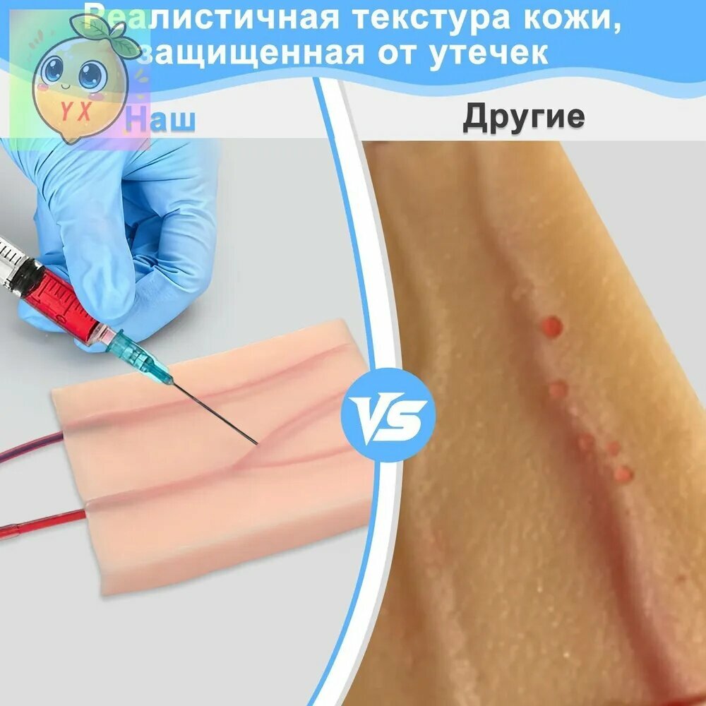 Анатомическая модель — фото 1