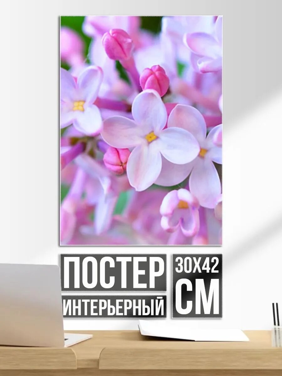 Постер на стену Сирень