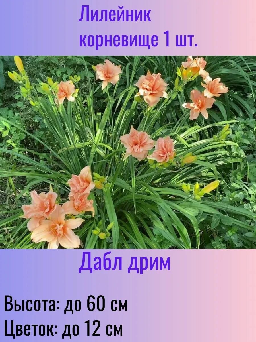 Саженцы лилейника многолетние цветы 1 штука