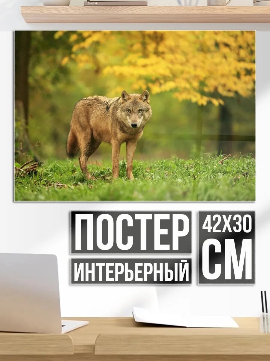 Плакат постер Волк в лесу