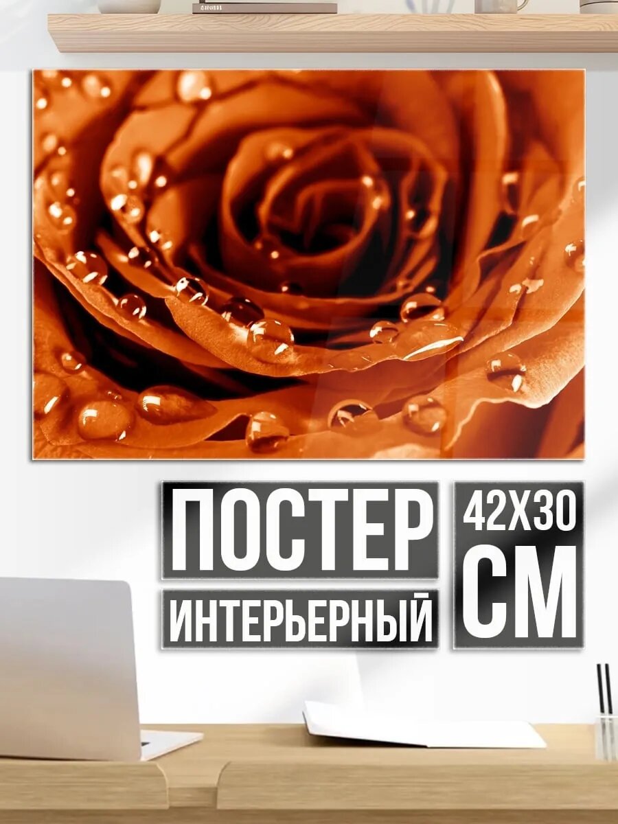 Плакат постер Оранжевая роза с каплями