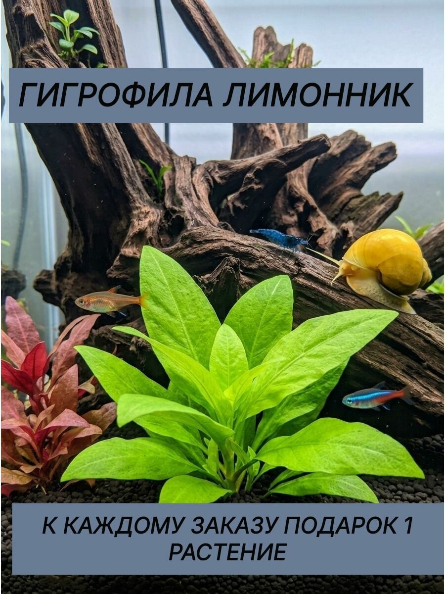 Растения для аквариума живые. Гигрофила Лимонник. 1 ветка.