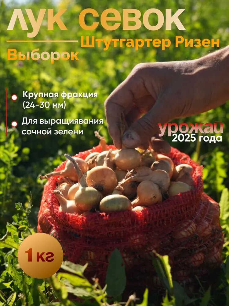 Лук севок Крупная фракция