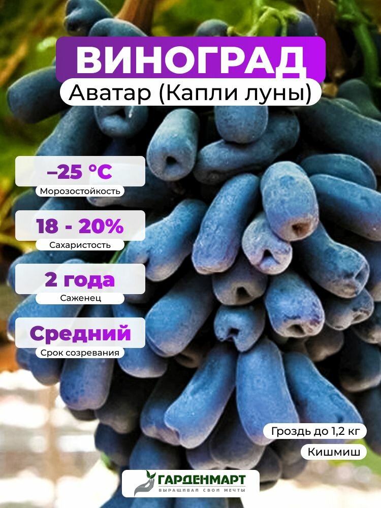 Саженец морозостойкий Виноград Кишмиш Аватар (Капли луны)