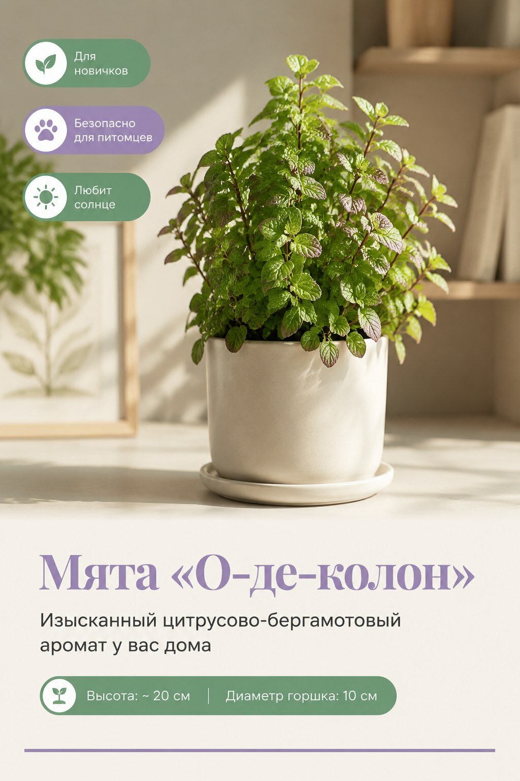 Мята перечная лимонная О-Де-Колон