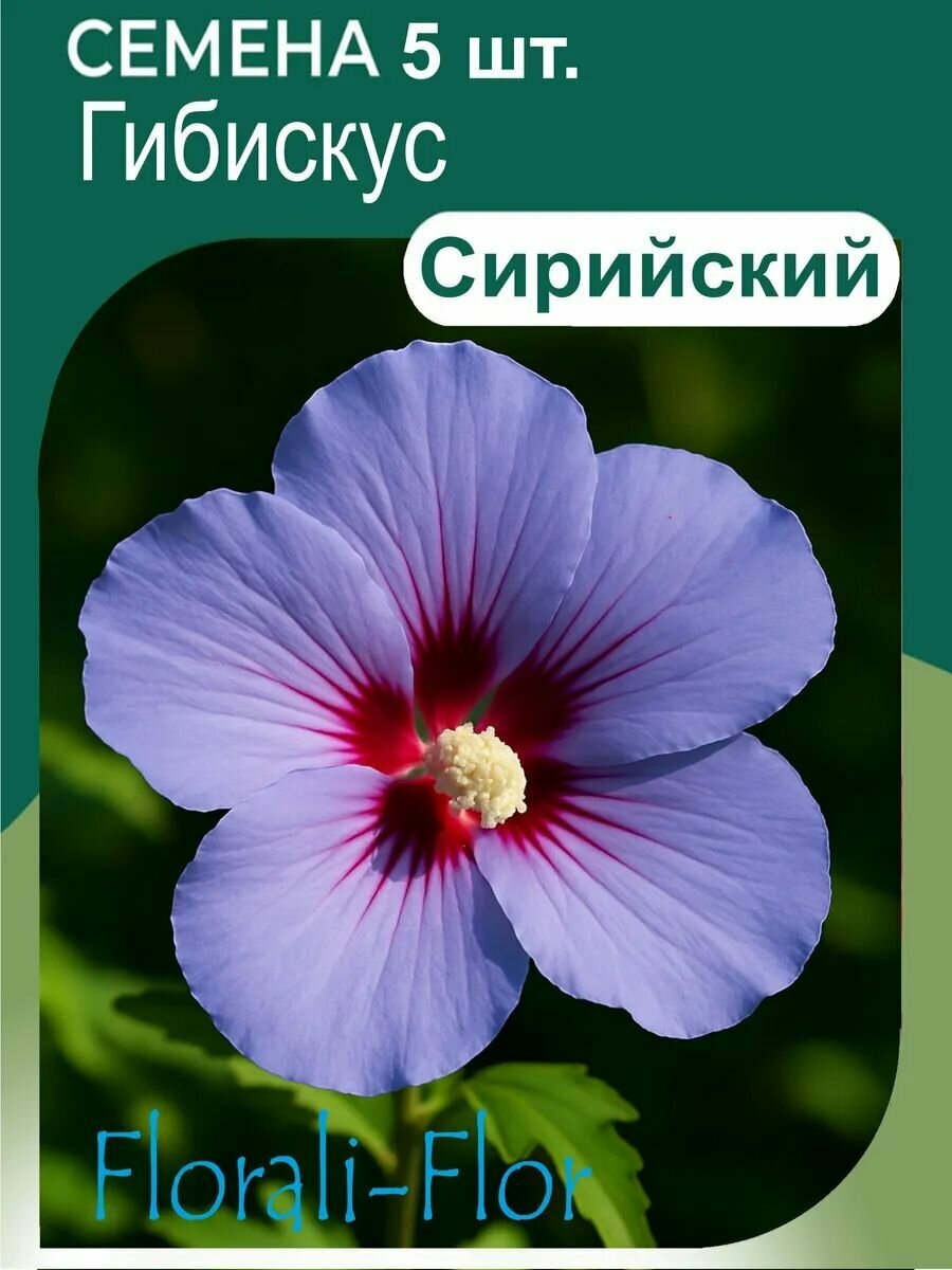 Семена Гибискус Сирийский