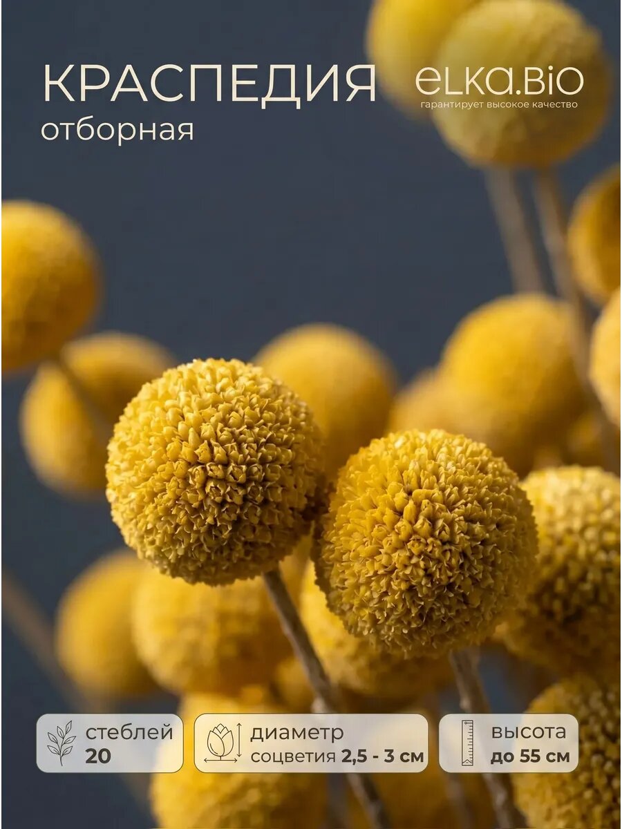 Цветы для декора, краспедия сухоцвет крупная, 20 шт, до 55 см, elka.bio