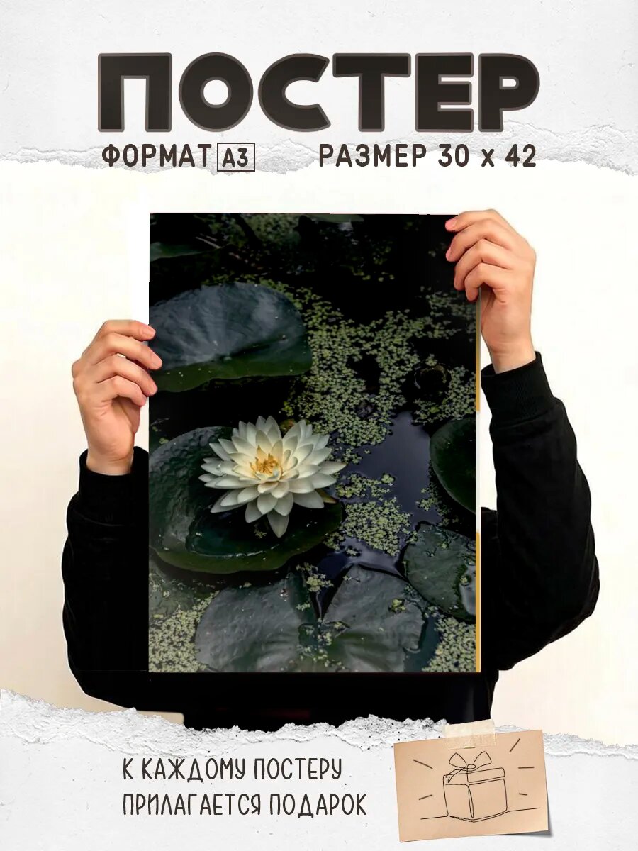 Постер на стену с кувшинкой