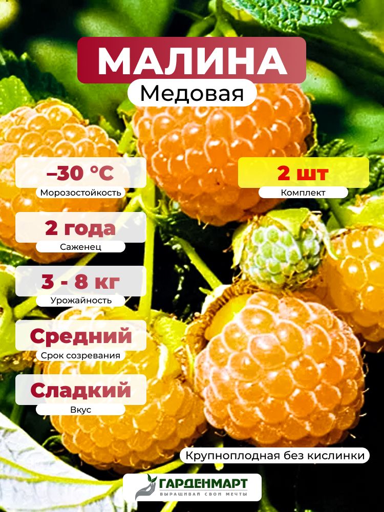 Саженец Малина крупноплодная без кислинки Медовая, комплект 2 шт.