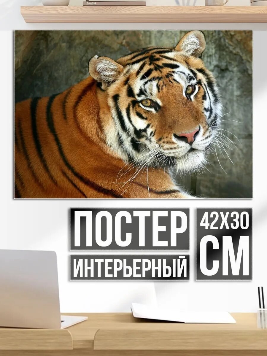 Плакат постер Тигр в джунглях