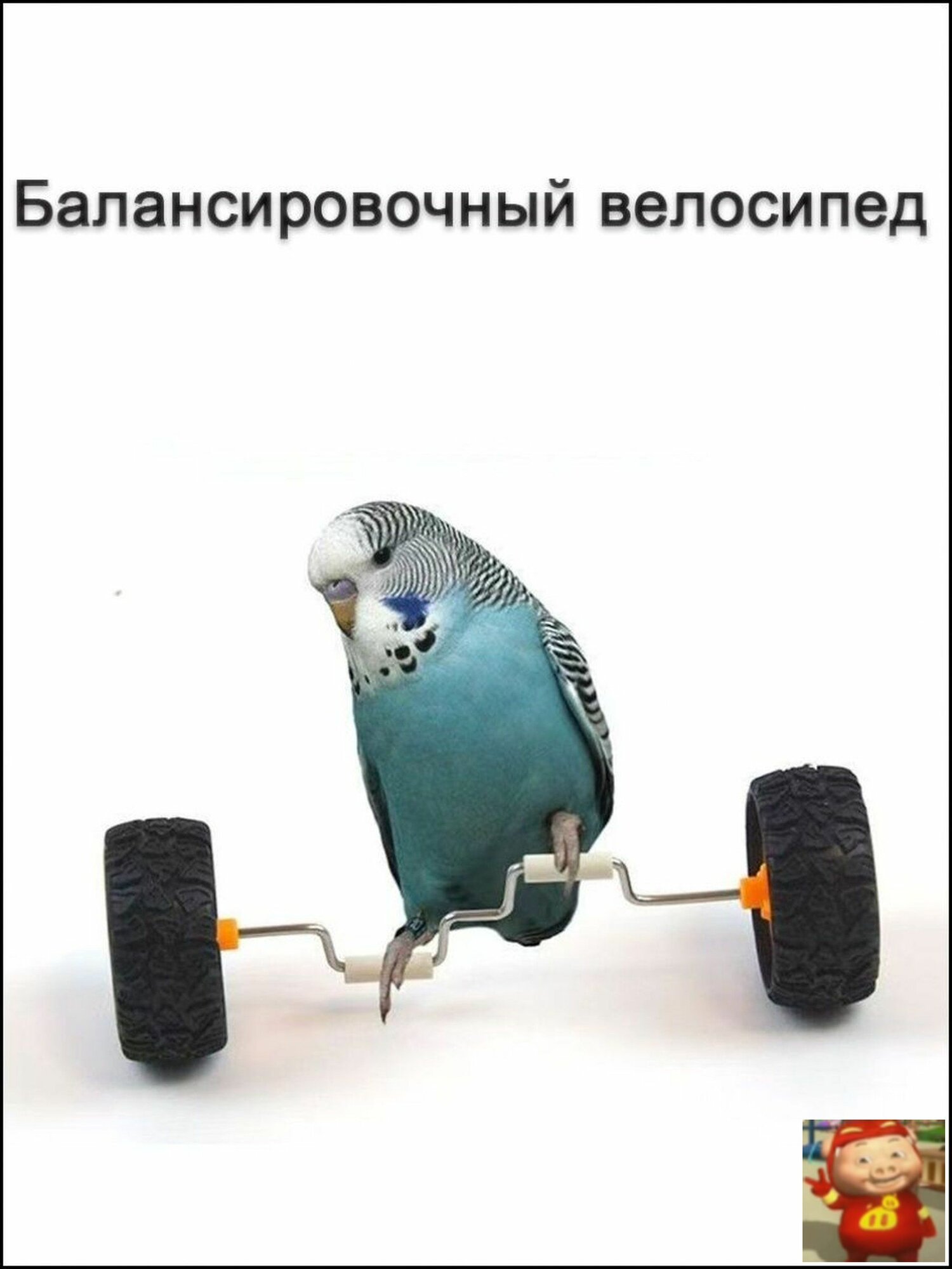 Бестселлер для питомцев