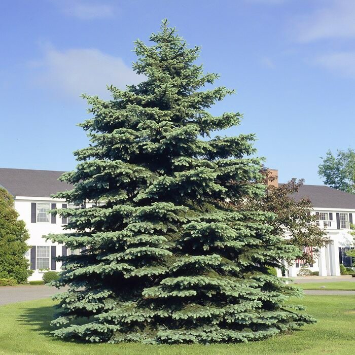 Ель голубая (Picea pungens) - 140-160, Контейнер: С60