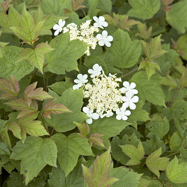 Калина обыкновенная Нанум (Nanum), 30-40, С5