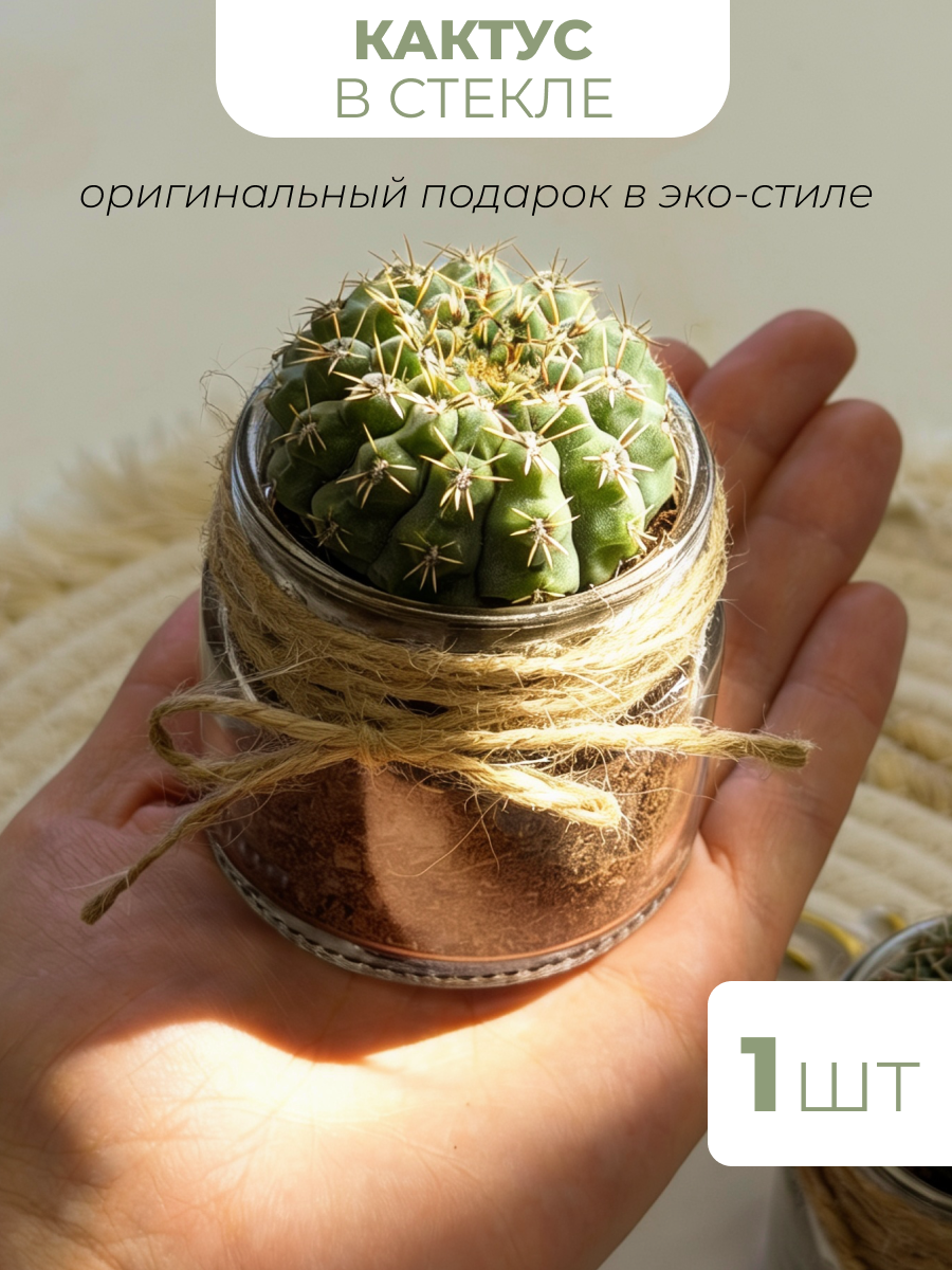 Кактус в стекле и с джутовой веревочкой, живое и неприхотливое растение 1 шт.