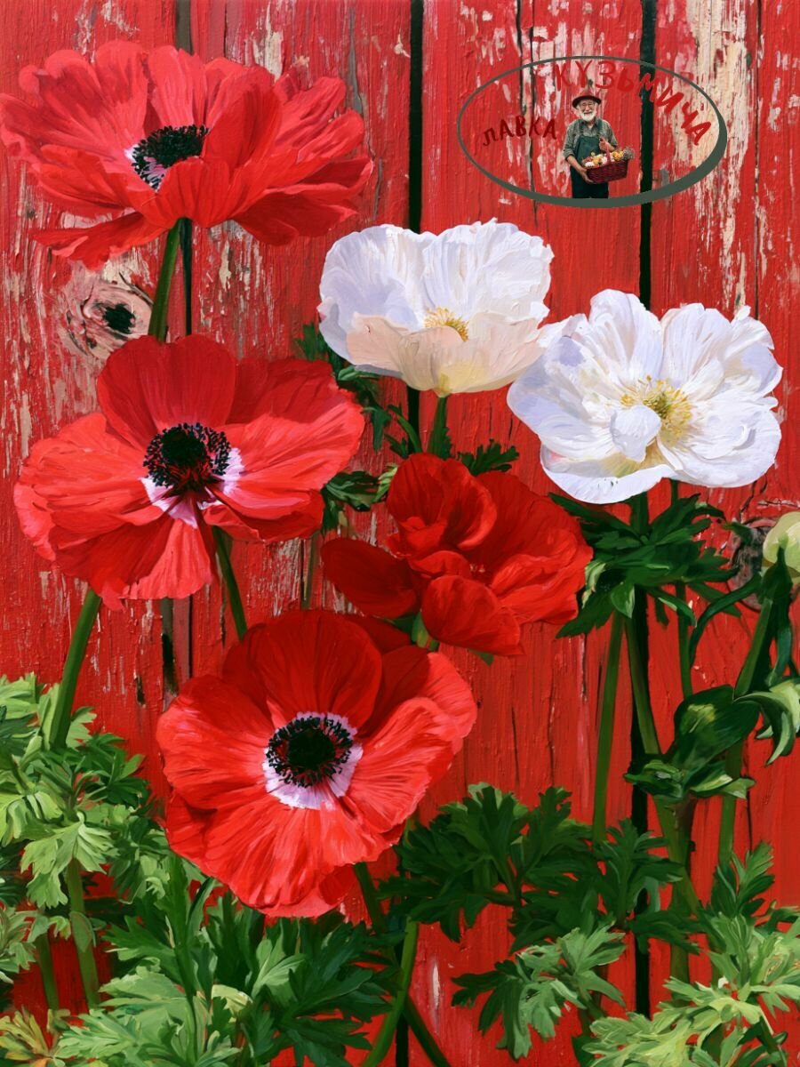 Анемоны RED AND WHITE MIX ( 5 штук )