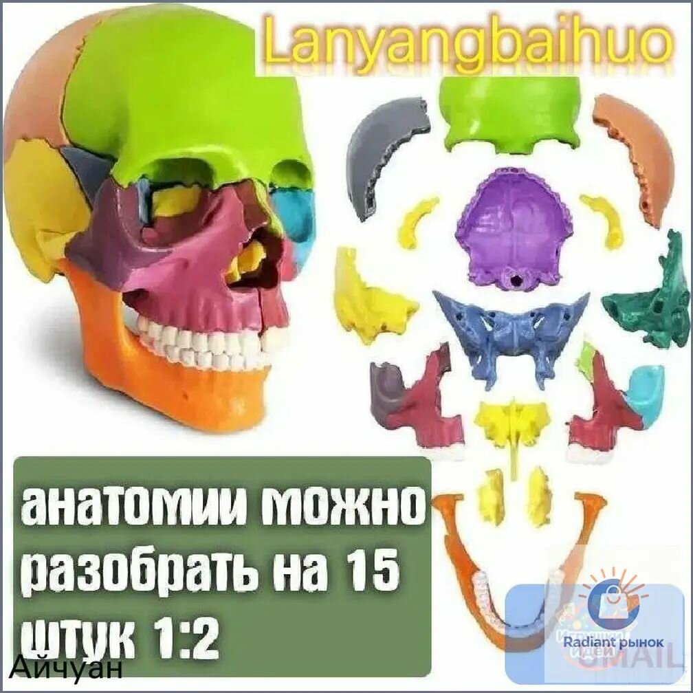 Эксклюзивный анатомический череп человека, разбираемый на 15 элементов в масштабе 1:2, применяется для изучения анатомии в цветном исполнении.