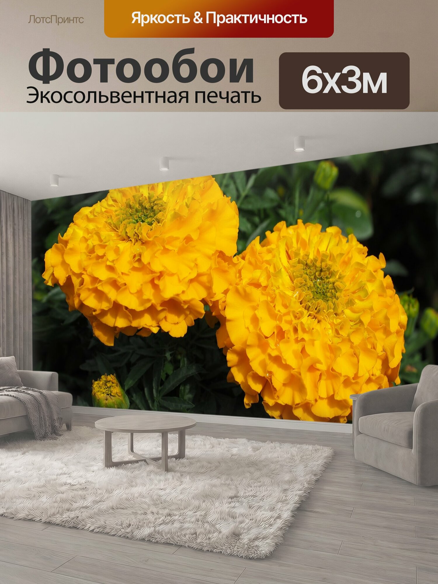 Фотообои "Бархатцы, цветок, цвести" 600x300 см. экосольвентная печать