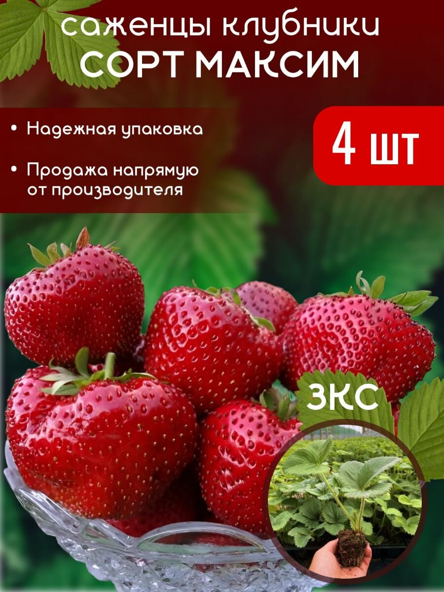 Саженцы клубники Максим с закрытой корневой системой ЗКС рассада