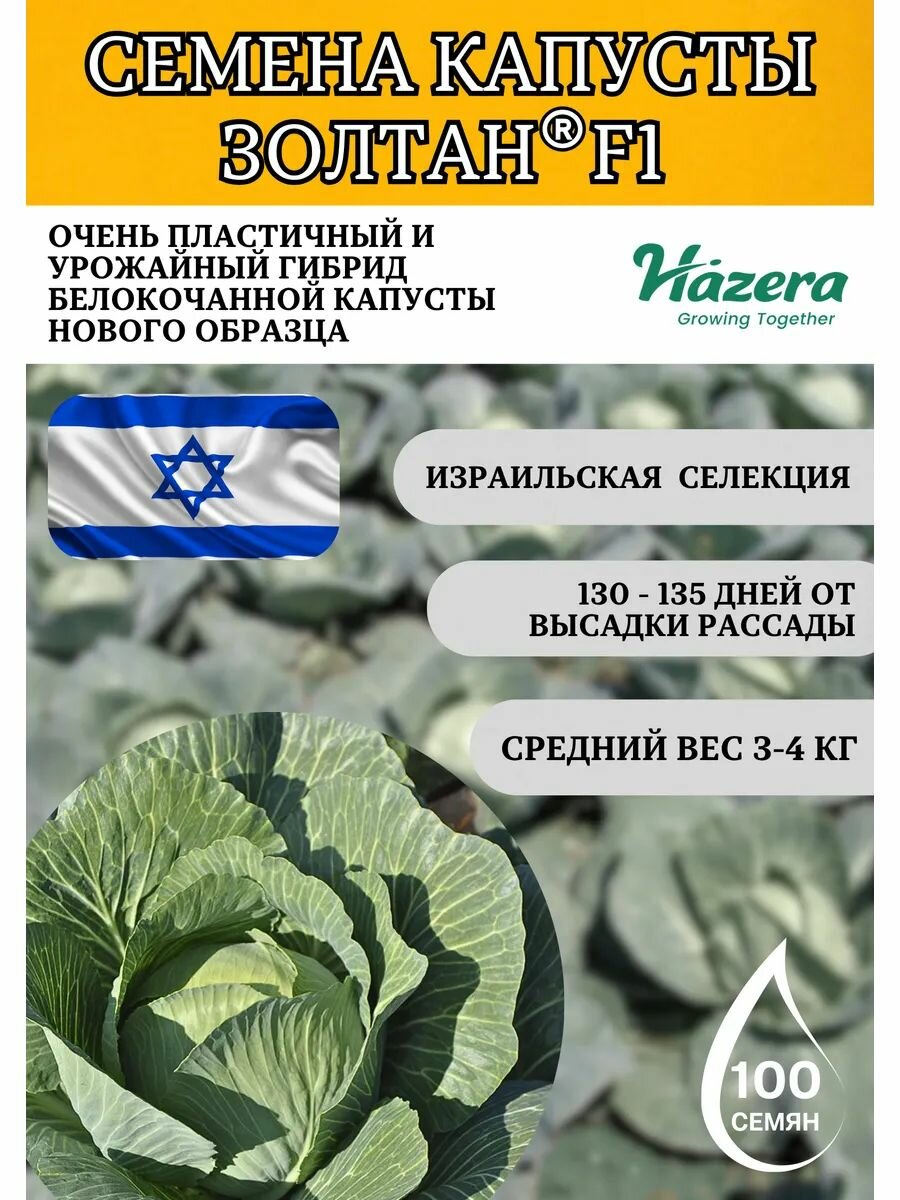Семена капусты белокочанной Hazera Золтан F1, однолетние, 100 шт