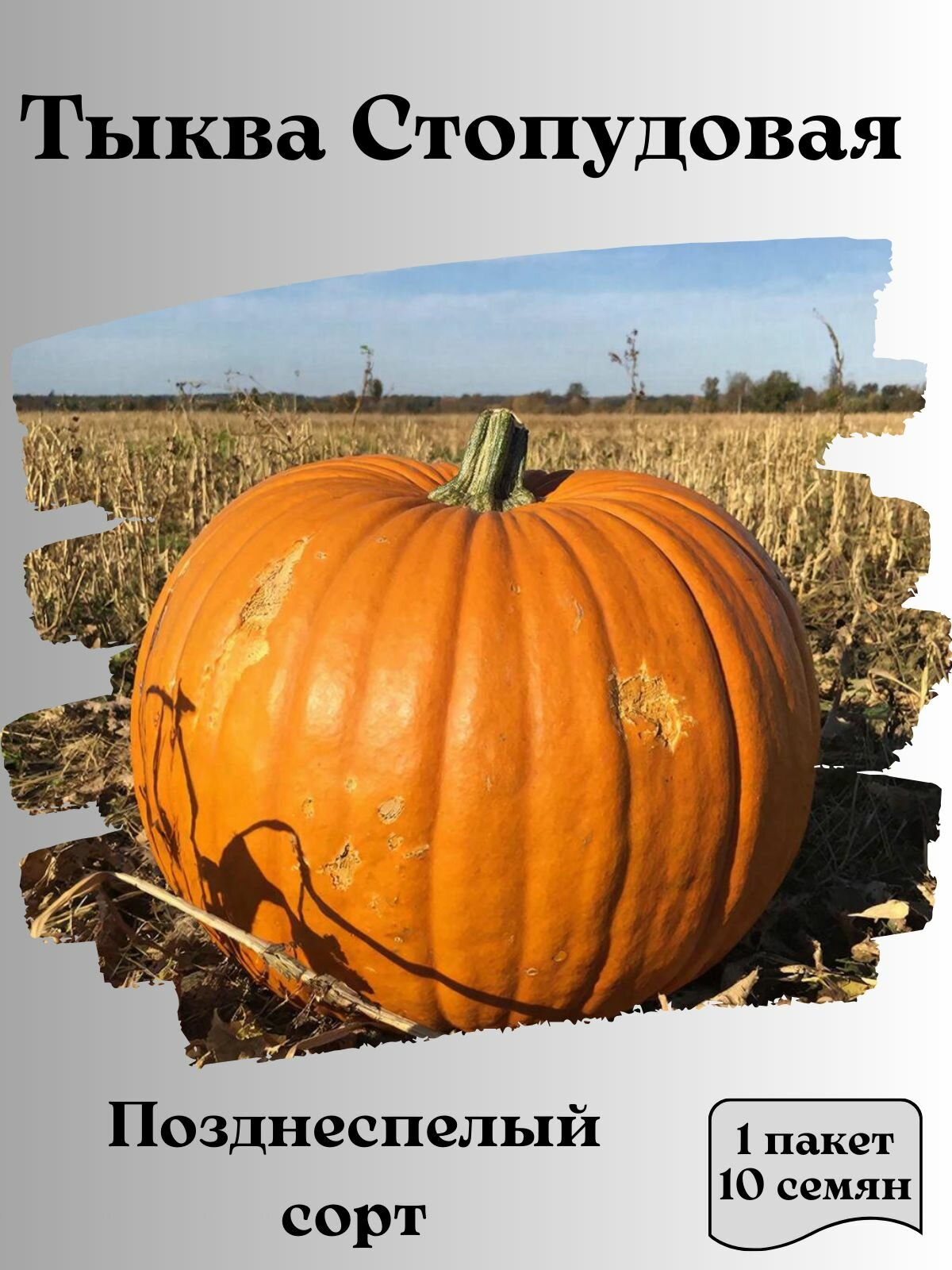 Тыква Стопудовая, 10 шт, 15 гр.