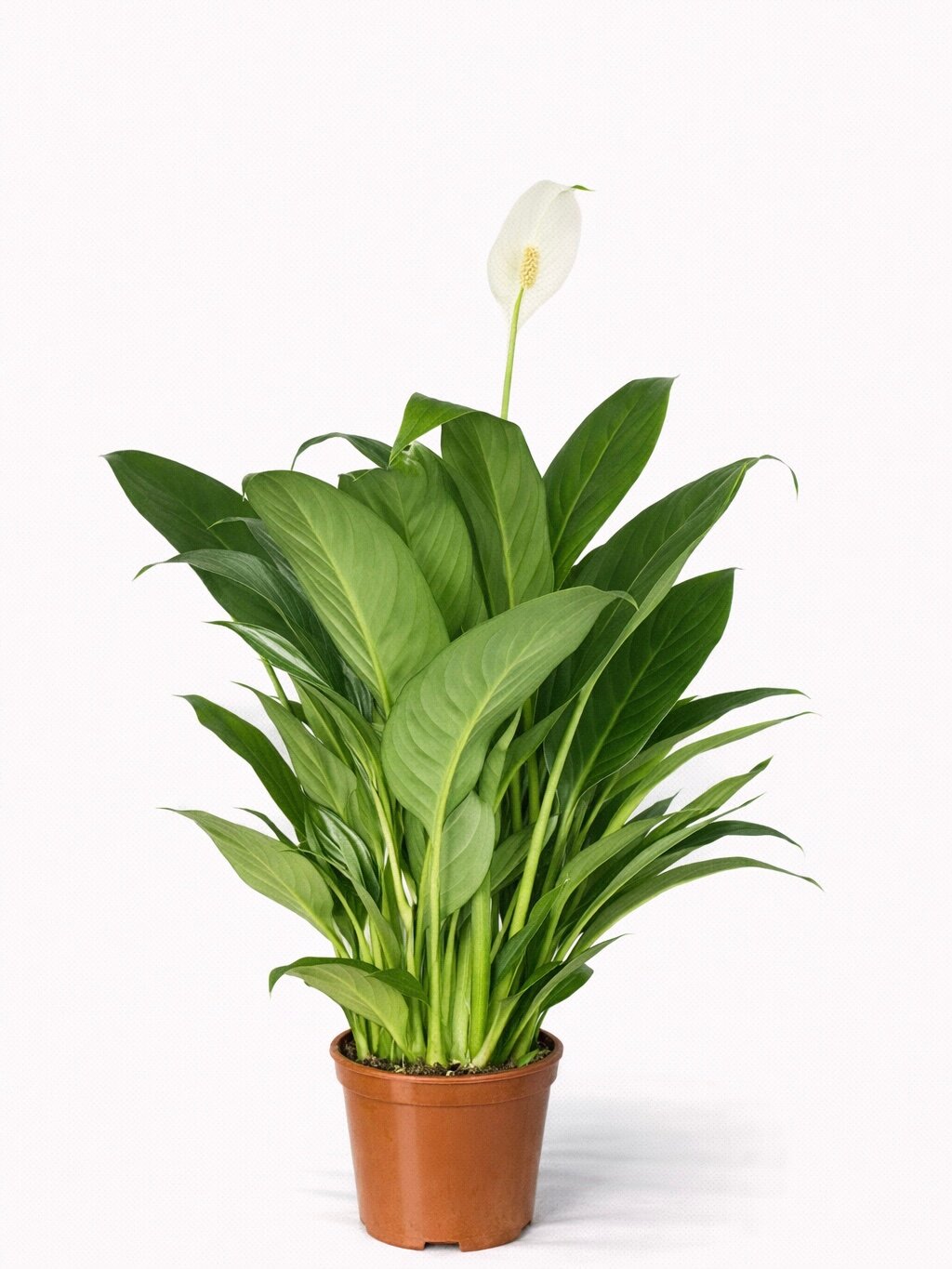 Спатифиллум (Spathiphyllum) — элегантное комнатное растение с белыми цветами и густой зелёной листвой