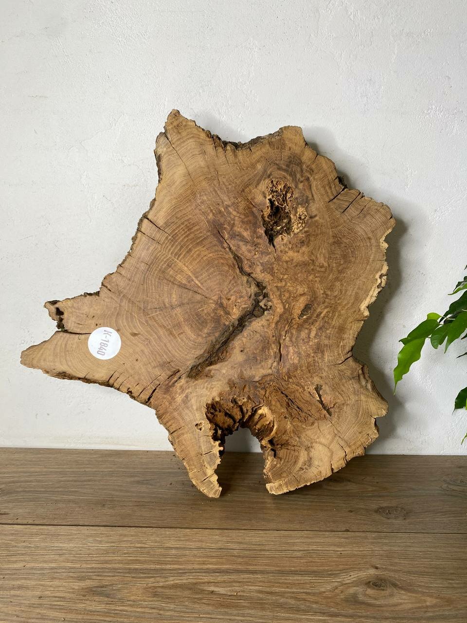 Спил дуб . Габаритные размеры 45х47х8 см. Шлифованный с 2-х сторон. артикул к1840