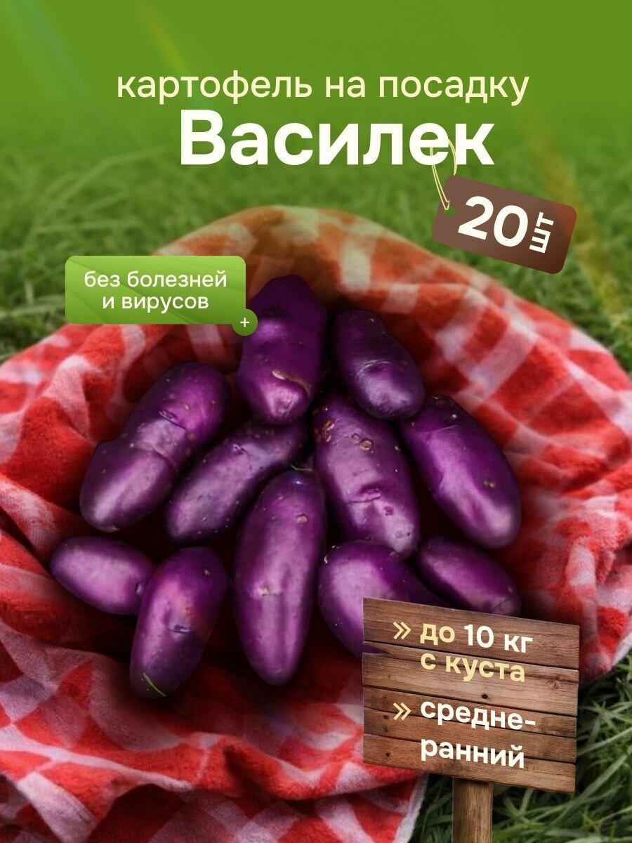 Семенной картофель на посадку Василёк 20 шт (среднеранний)