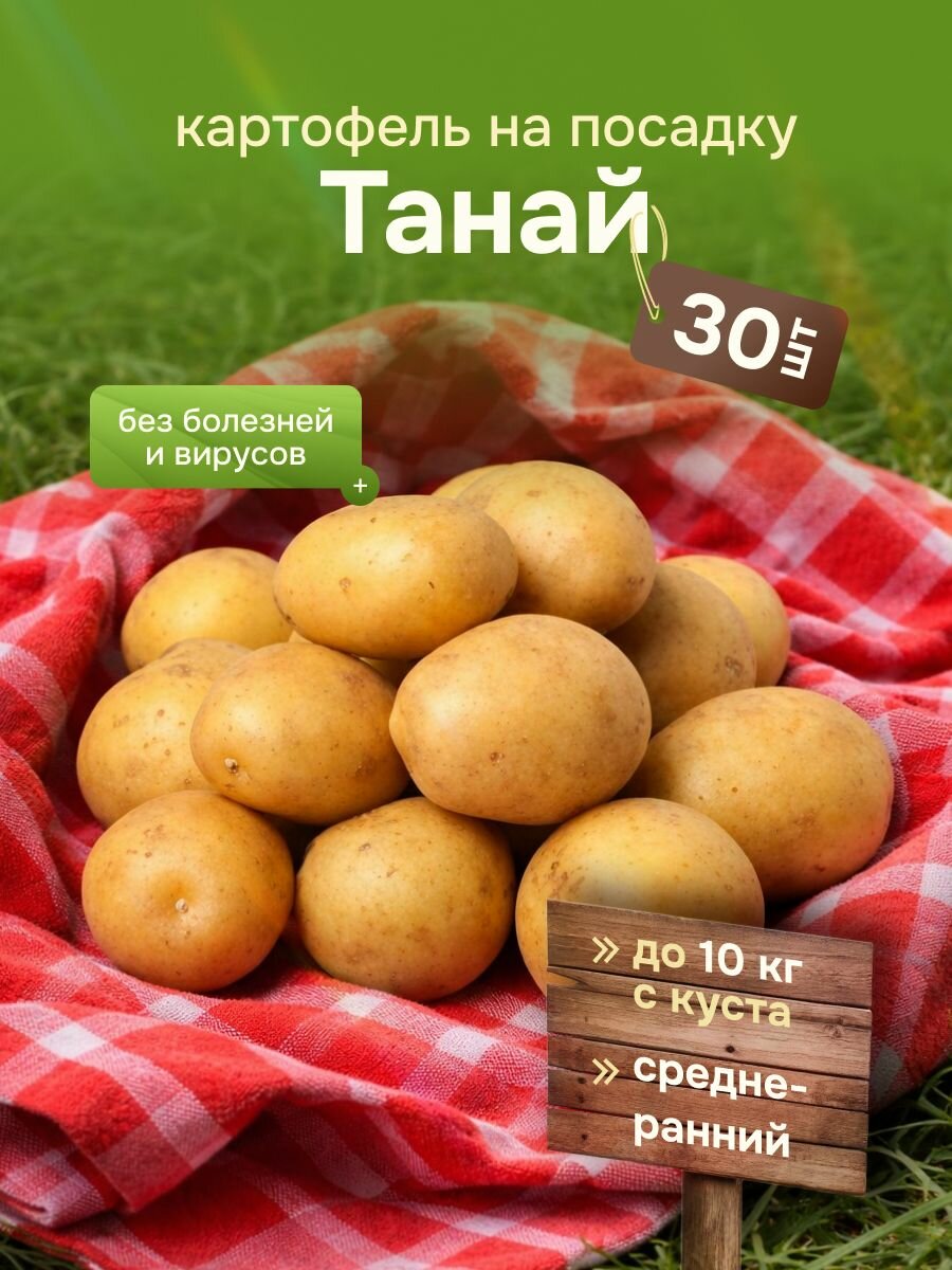 Семенной картофель на посадку Танай 30 шт (среднеранний)